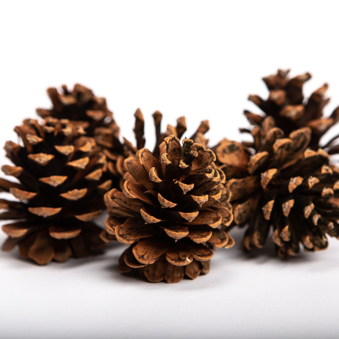 Premium Colorado Pinecones - Ready to Use for Outdoor Wreaths ...