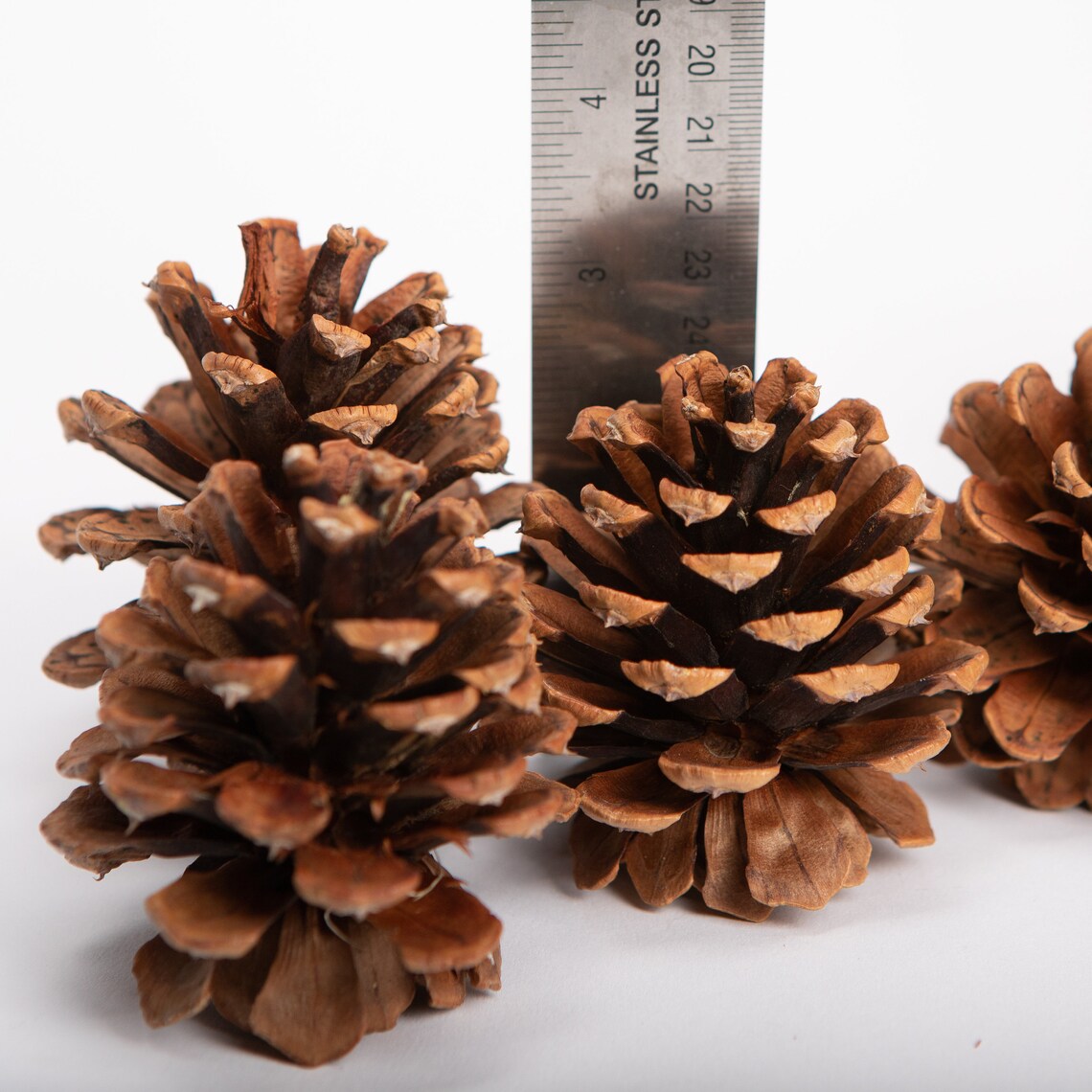 Premium Colorado Pinecones - Ready to Use for Outdoor Wreaths ...