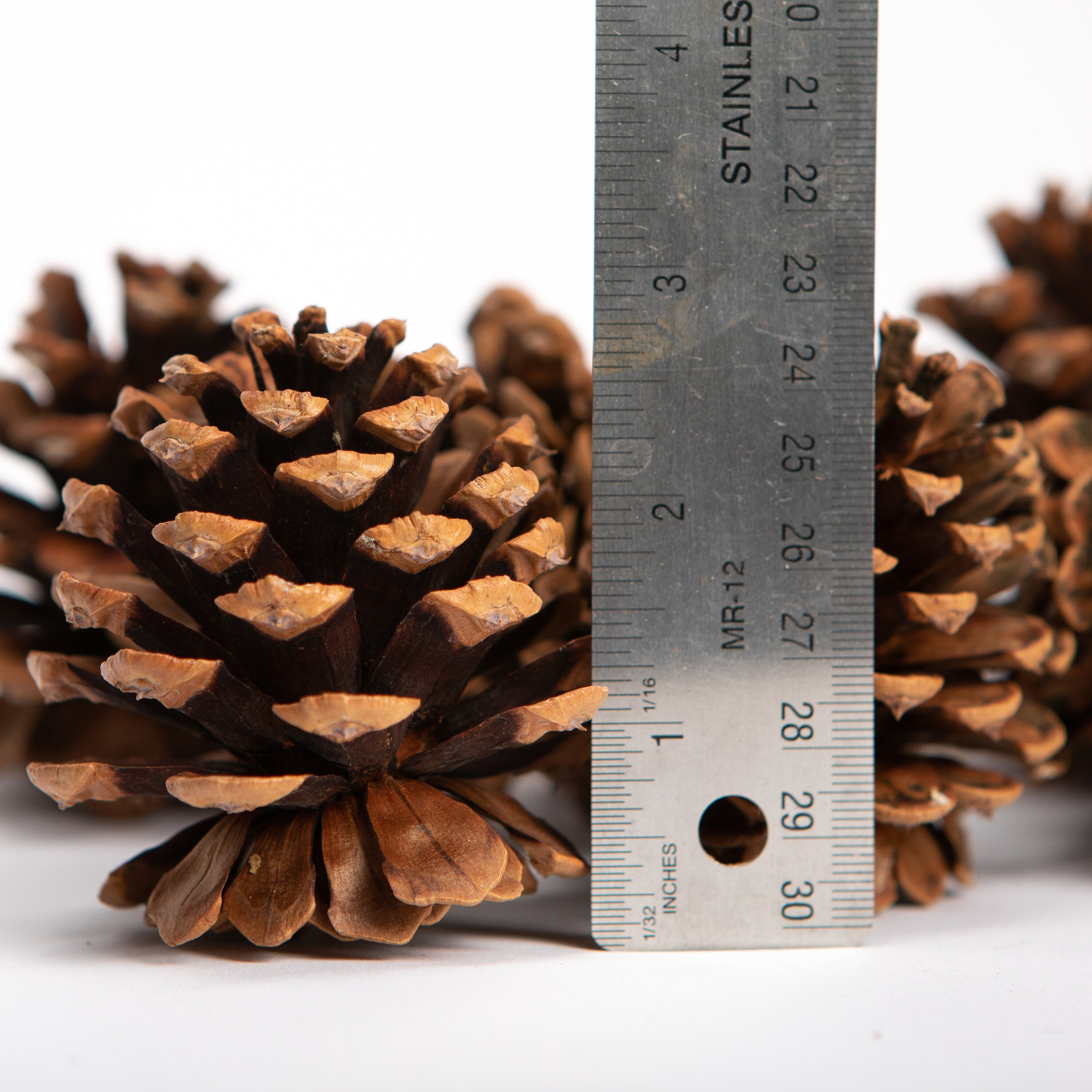 Premium Colorado Pinecones - Ready to Use for Outdoor Wreaths ...