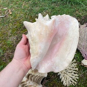 Vintage Ocean Conch Shell - Etsy