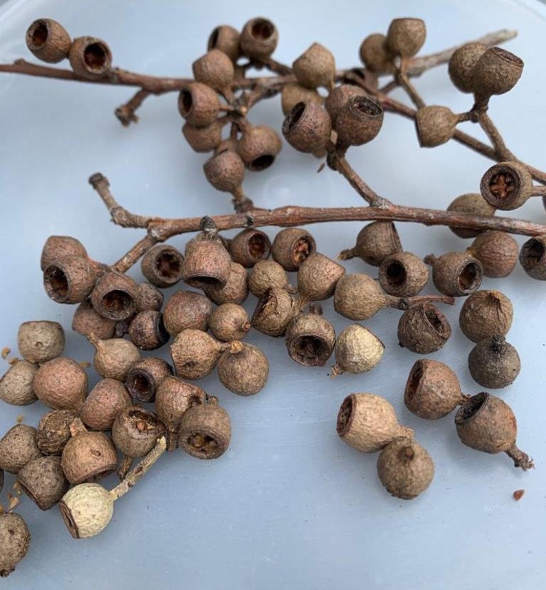 Australian Gum Nuts (150 Pack) - Etsy Australia