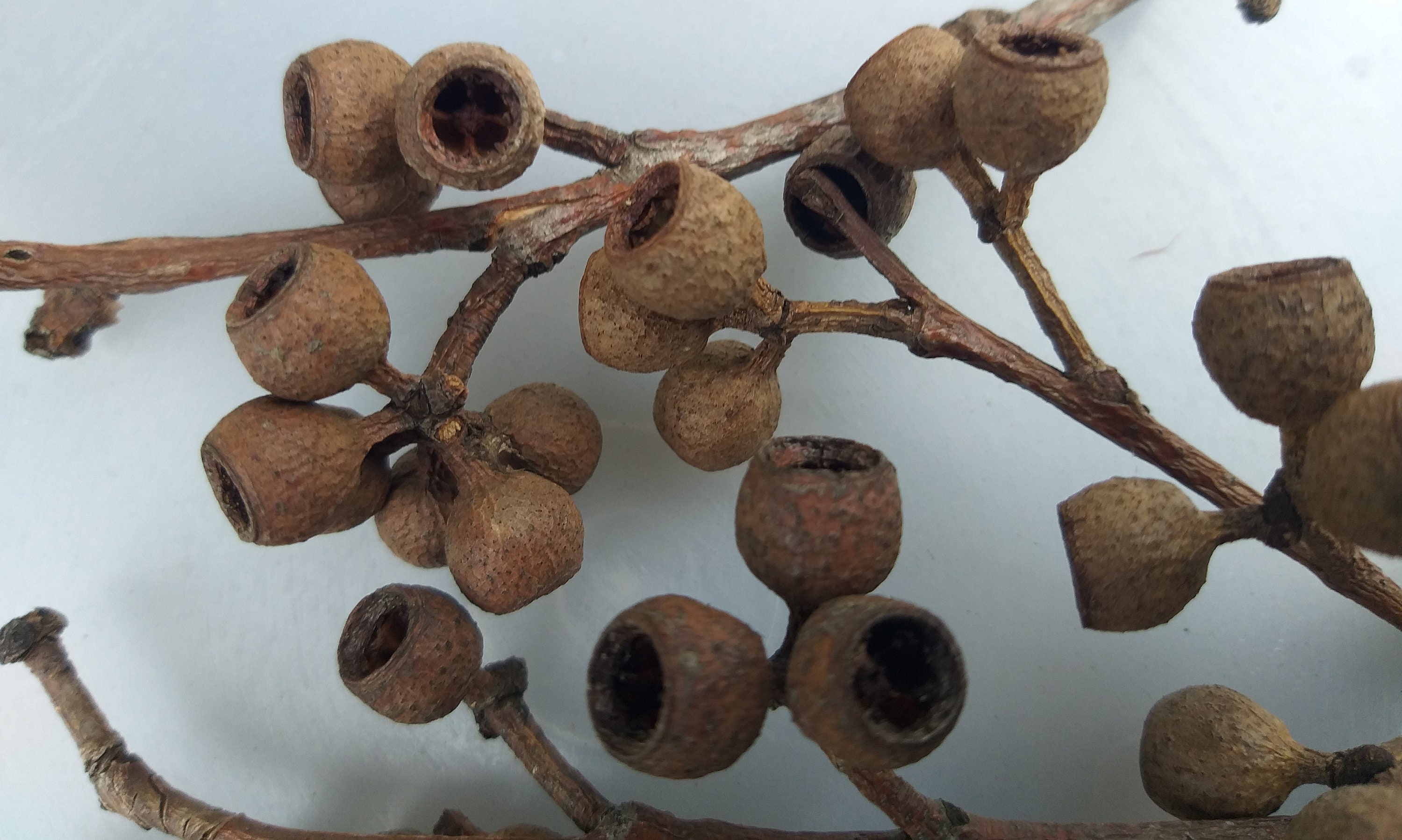 Australian Gum Nuts (150 Pack) - Etsy Australia