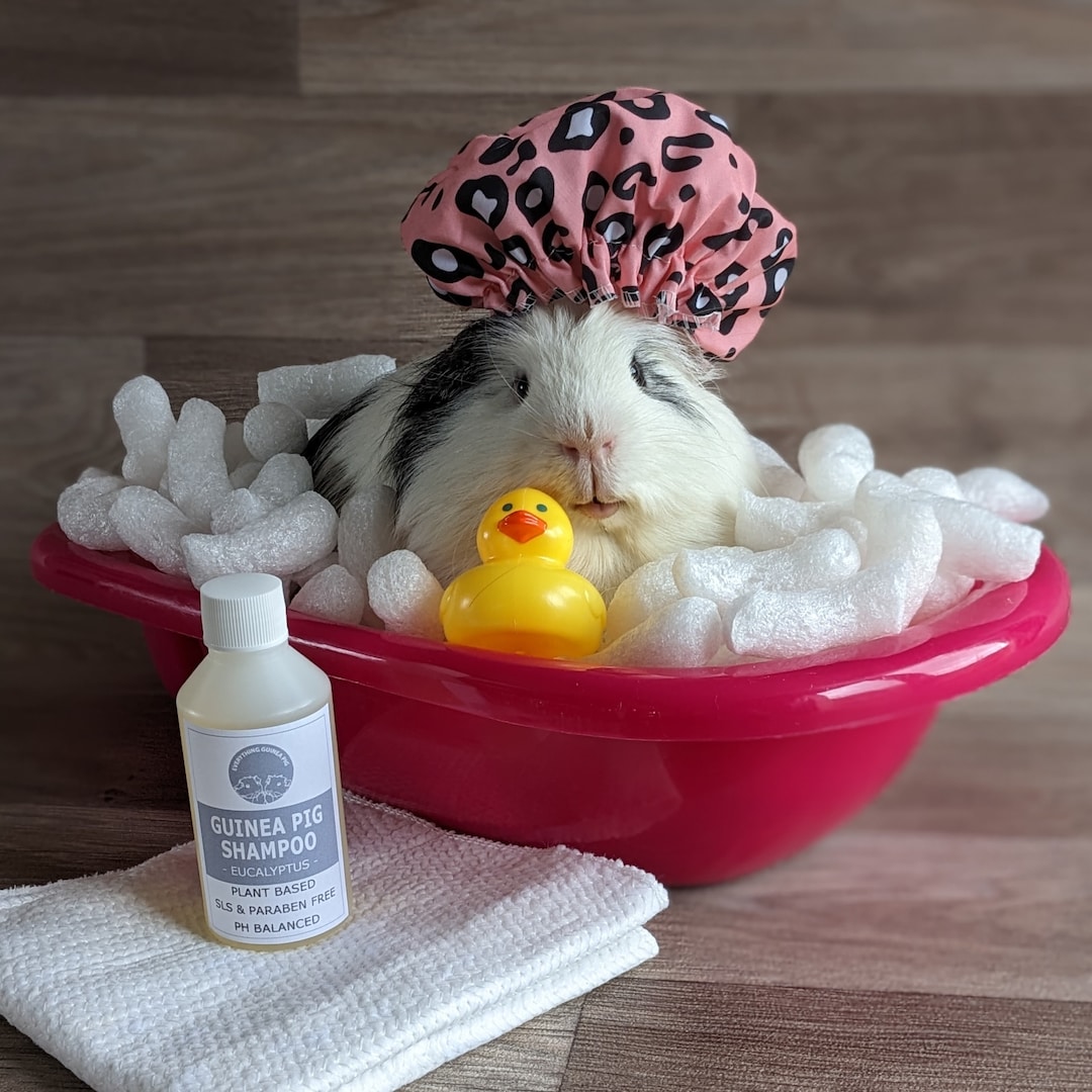 Guinea Pig Shampoo, Guinea Pig Grooming, Guinea Pig Accessories, Guinea ...