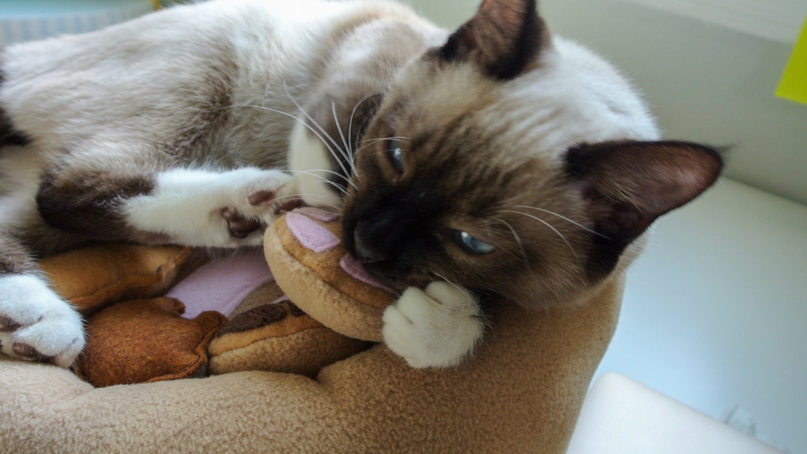 Concha Bread Cat Toys Organic Catnip Toys Pan Dulce Concha - Etsy