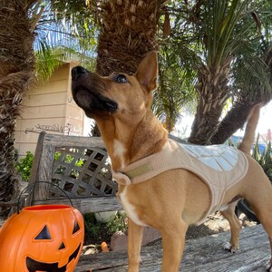 Dog Concha Costume, Concha Pan Dulce Dog Costume Halloween, Pet ...