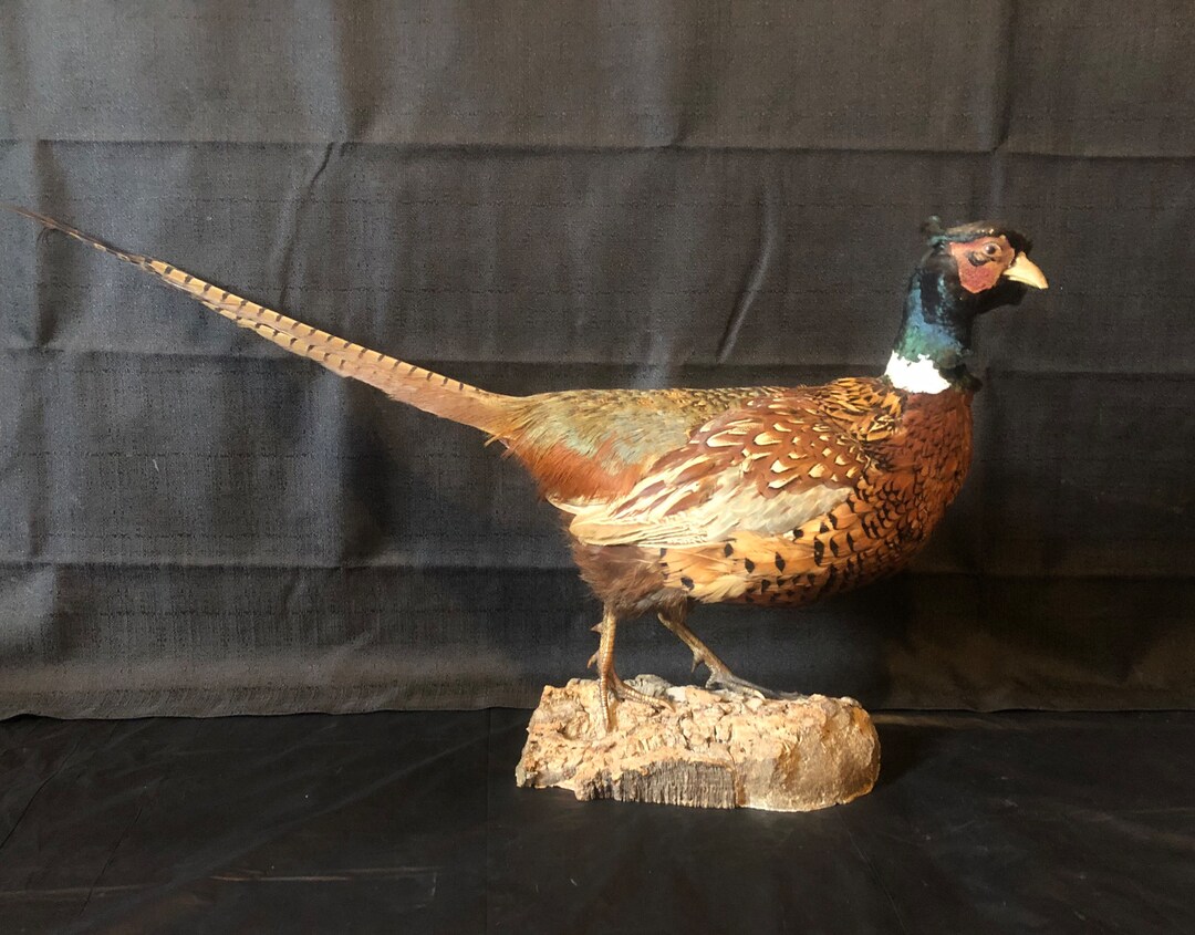 Ring Neck Pheasant Taxidermy Mount on Log - Etsy