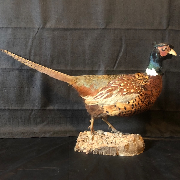 Standing Pheasant Mount - Etsy