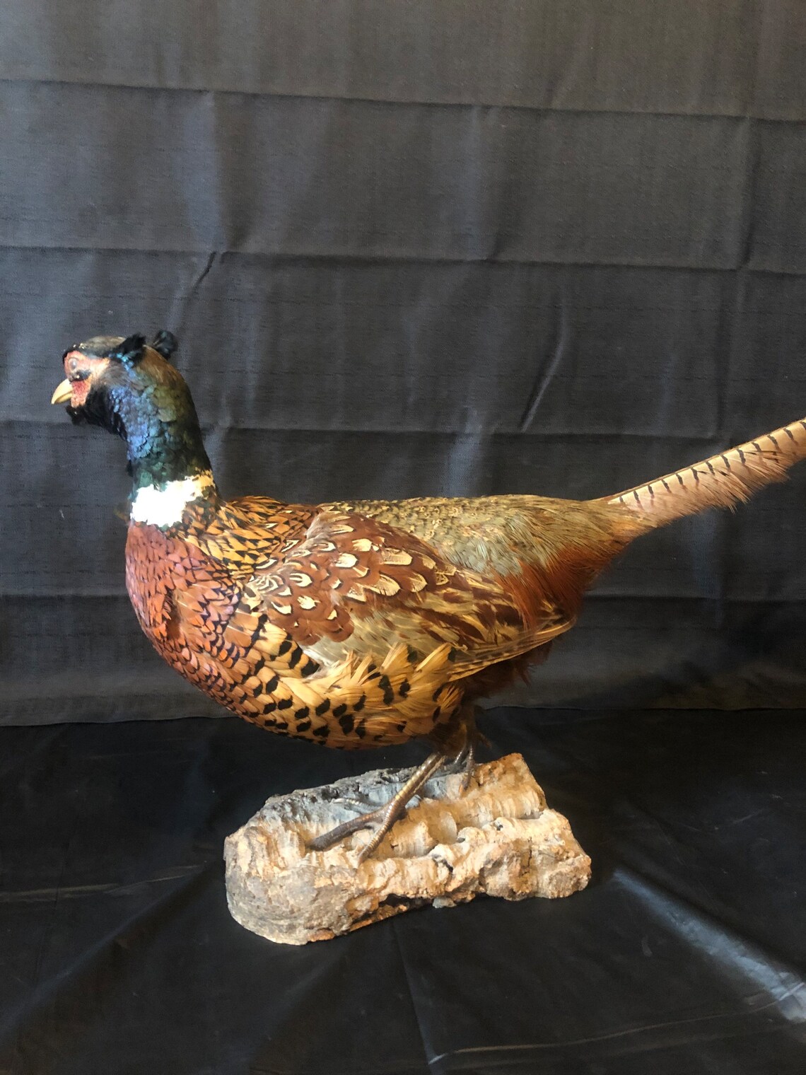Ring Neck Pheasant Taxidermy Mount on Log - Etsy