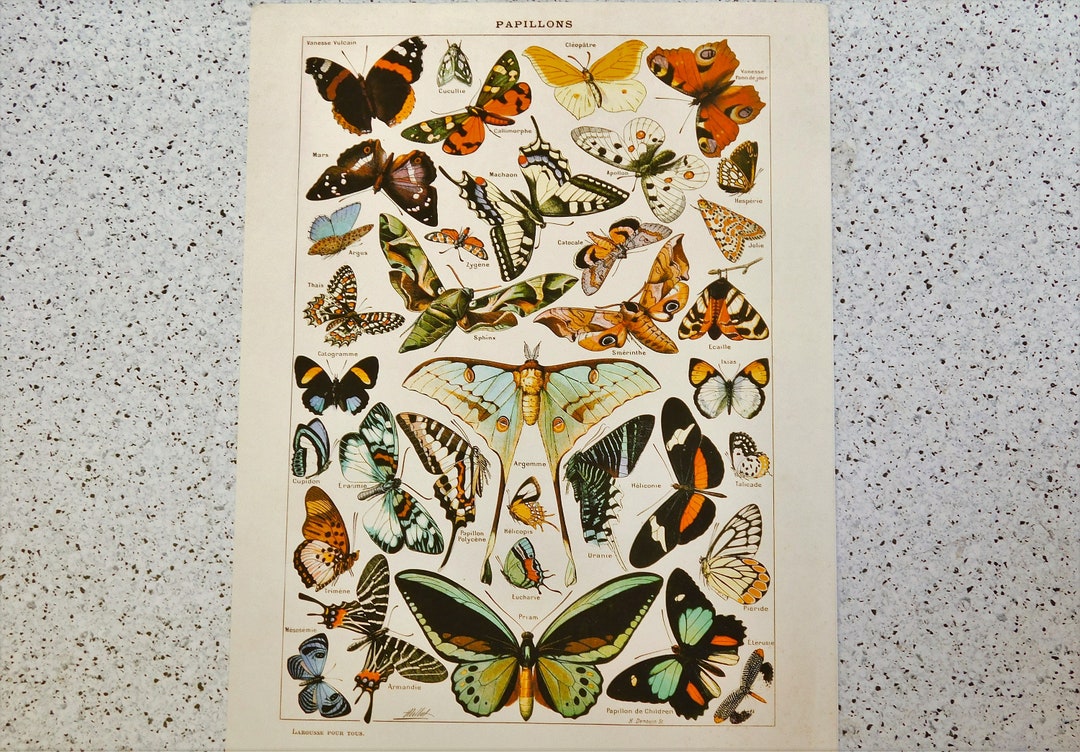 Art Print Study of Butterflies & Moths Millot / H Demoulin ~ Larousse ...