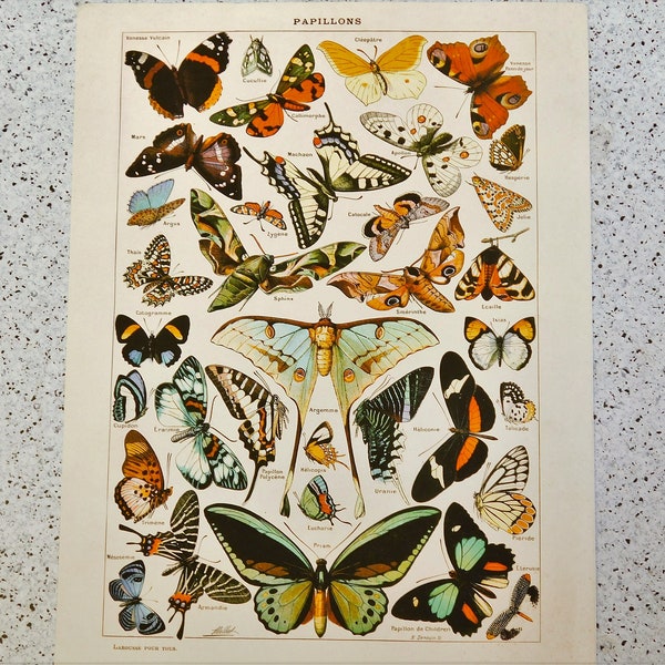 Butterfly Poster - Etsy