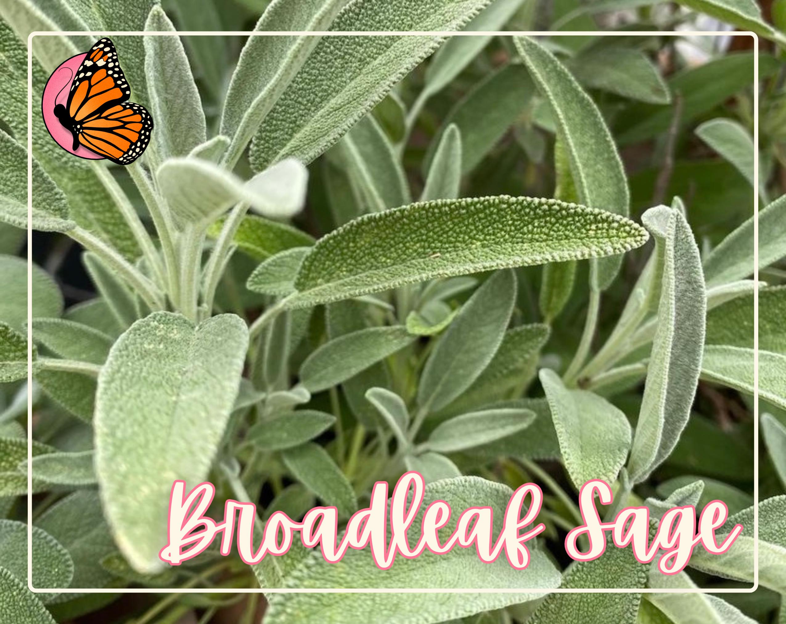 HERBAL TEA Seed Bundle | 12 Unique Seed Packets for Growing Your Own ...