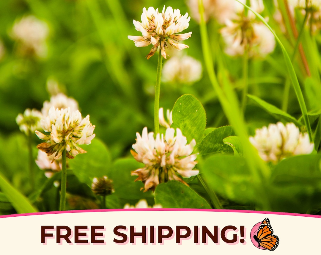 14100+ White Dutch Clover 'new Zealand' Seeds | Wildflower Gardening ...