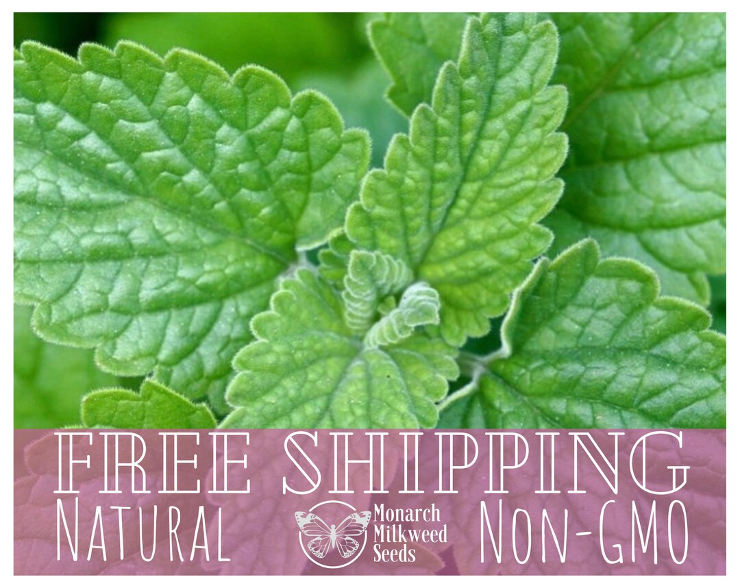 3800 Catnip Seeds Non-gmo, Heirloom, Herb Gardening Seed, Cat Plant ...