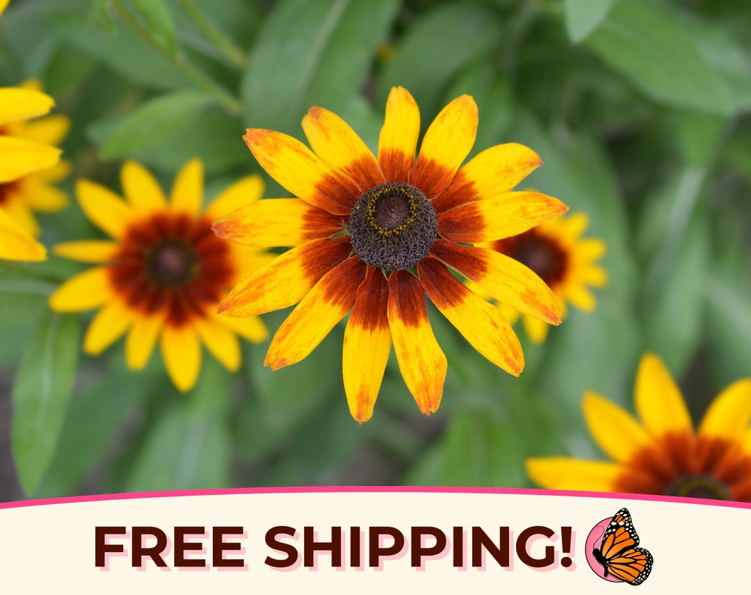 2000+ Gloriosa Daisy Seeds | Flower Gardening Seed Packet for ...