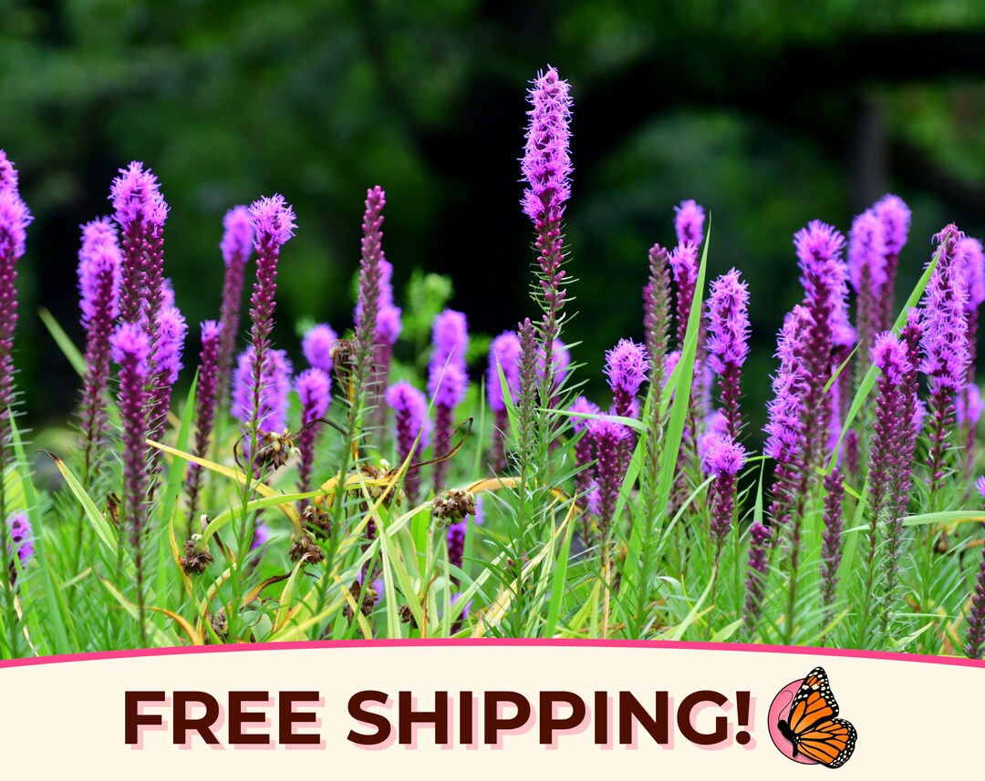 550+ Prairie Blazing Star Seeds | Perennial Native Wildflower ...