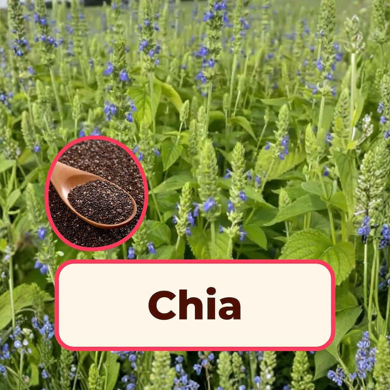 Chia Pet - Etsy