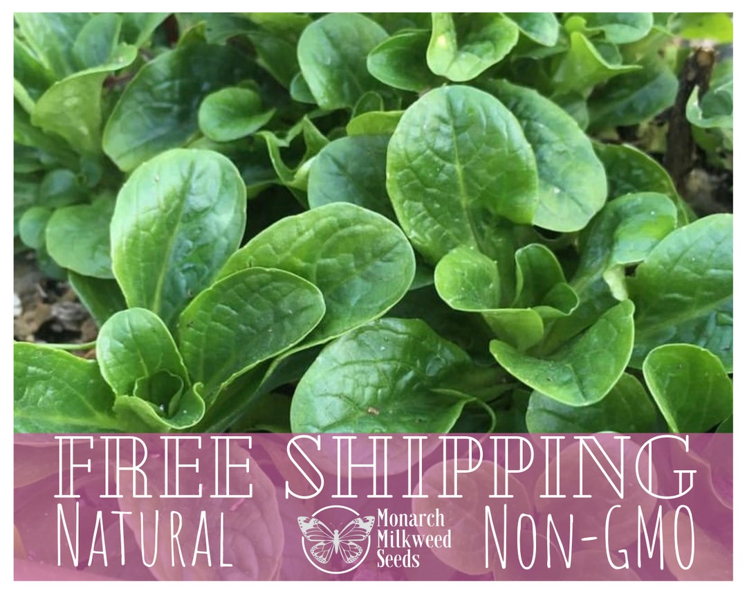 1000 Corn Salad dutch Mache Seeds Non-gmo, Heirloom Vegetable Gardening ...