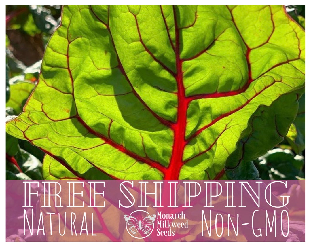 200 Swiss Chard Seeds 'red Ruby' Non-gmo, Heirloom, Vegetable Gardening ...