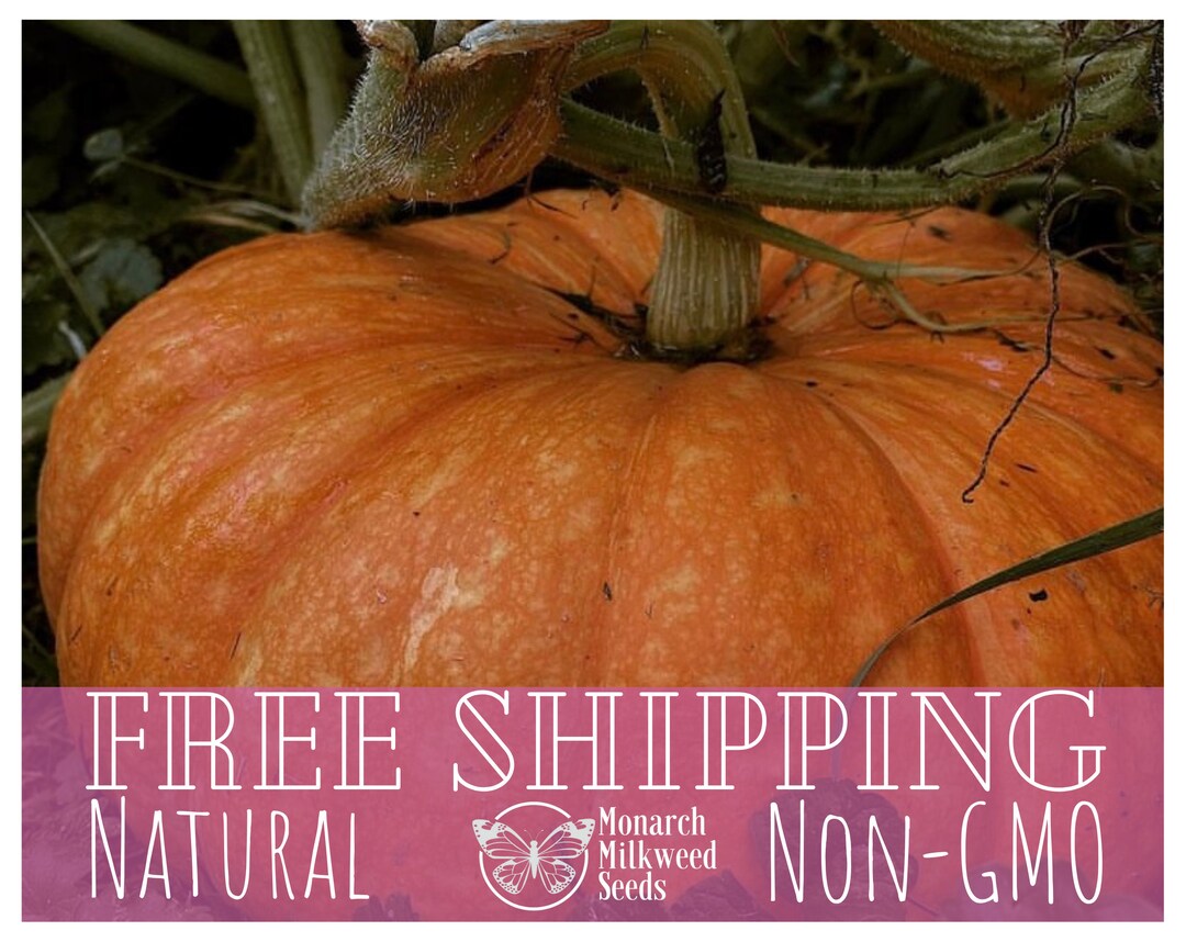 10 Pumpkin Seeds 'cinderella, Rouge Vif D'etampes' RARE Heirloom, Non ...
