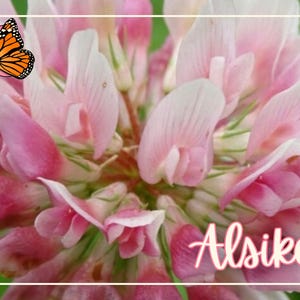 CLOVER SEED BUNDLE | Five Unique Clover Seed Packets | Native ...