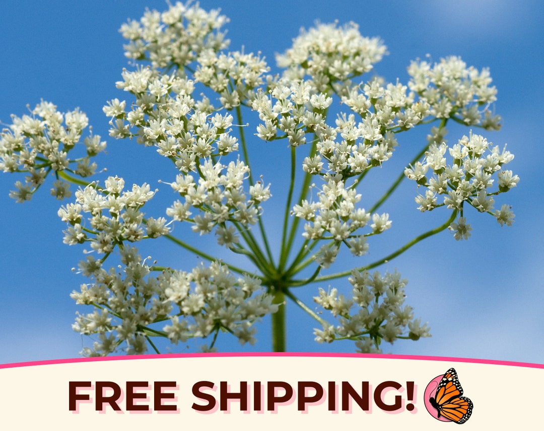 900+ Anise Seeds | Heirloom, Nongmo, Herb Seed Packet, Flower Gardening ...