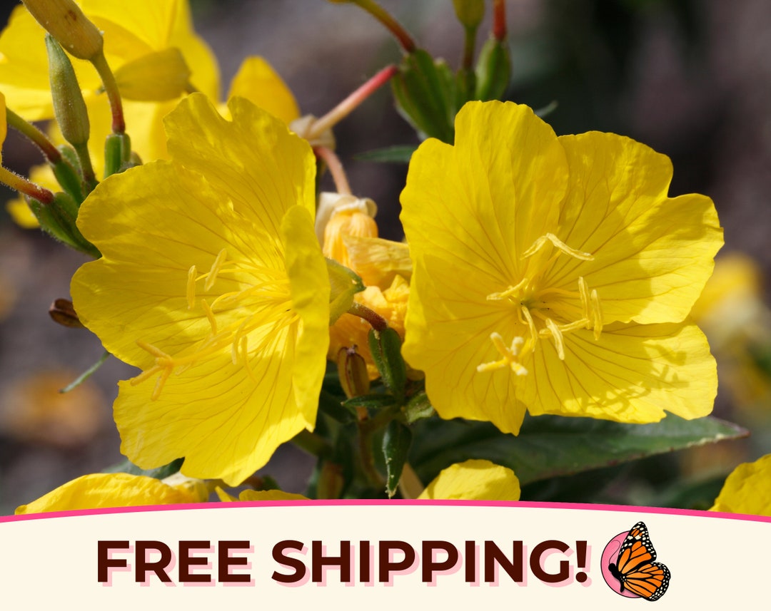 3500+ Yellow Evening Primrose Seeds | Native Flower Gardening Seed ...