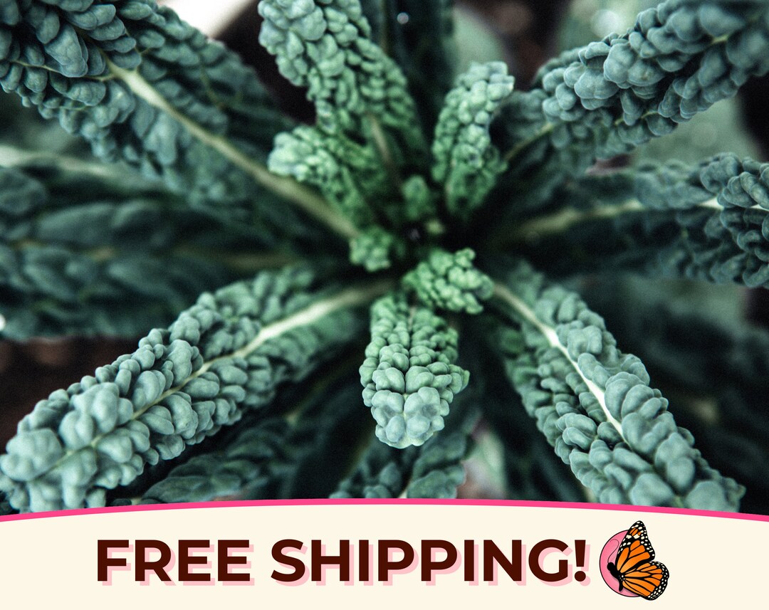 2000+ Kale Seeds 'lacinato' | Non-gmo, Heirloom, Vegetable Gardening ...