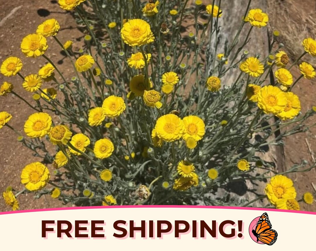 4000+ Desert Marigold Seeds | Native Wildflower Garden Flower Seed ...