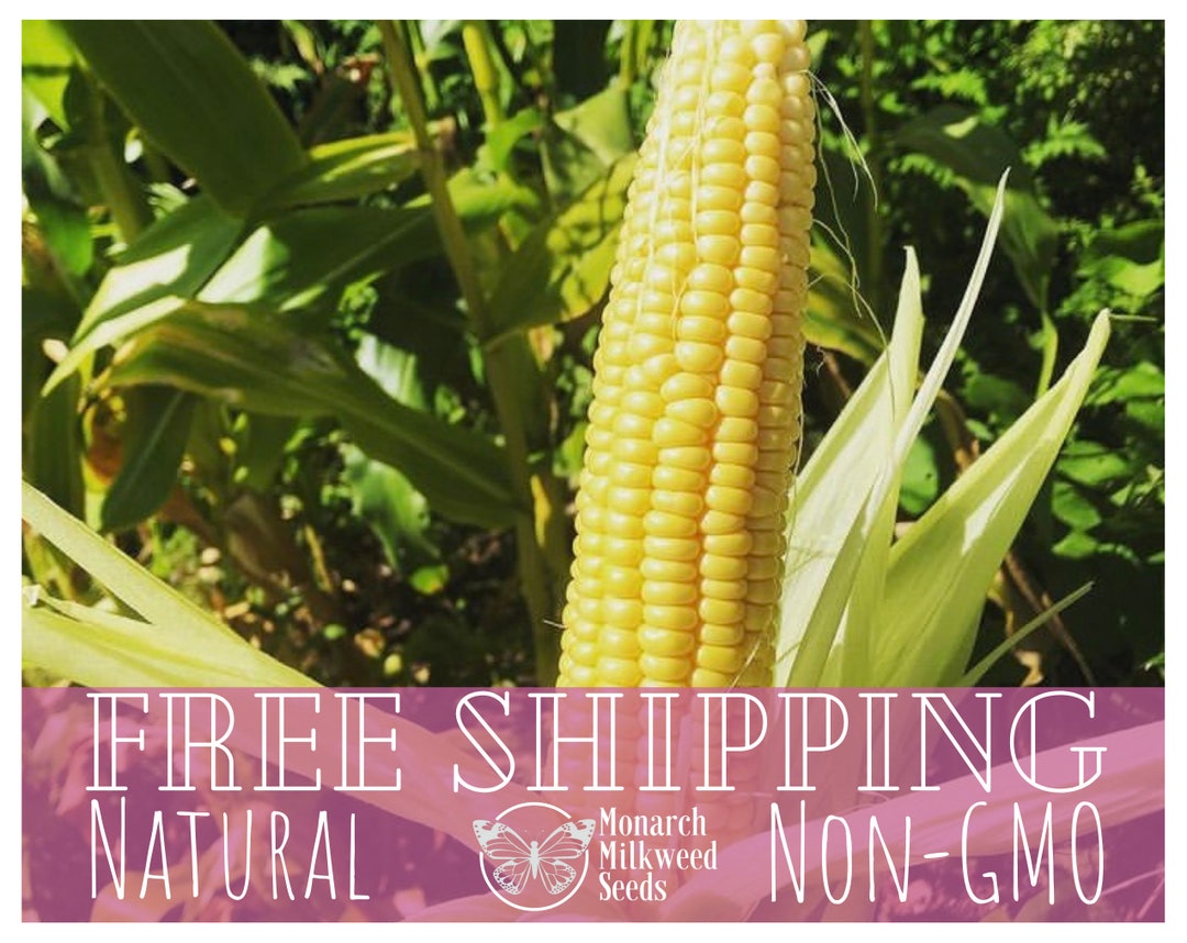 80 Sweet Corn Seeds 'golden Bantam' Non-gmo, Heirloom, Open-pollinated ...