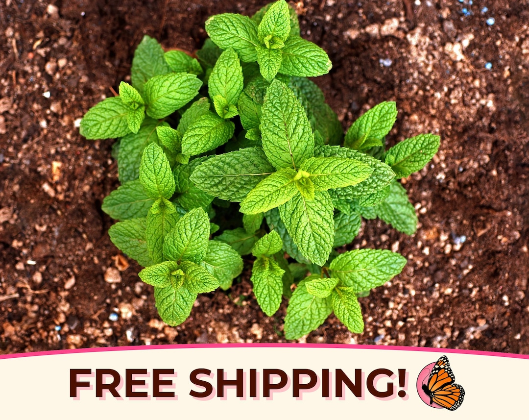 3,000+ Spearmint Seeds | Heirloom, Non-gmo, Container Herb Gardening ...