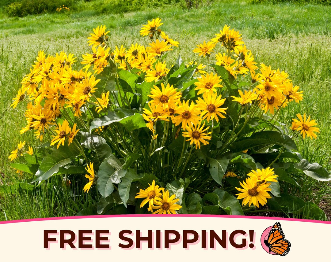 200+ Arrowleaf Balsamroot Seeds | Native Wildflowers for Pollinator ...