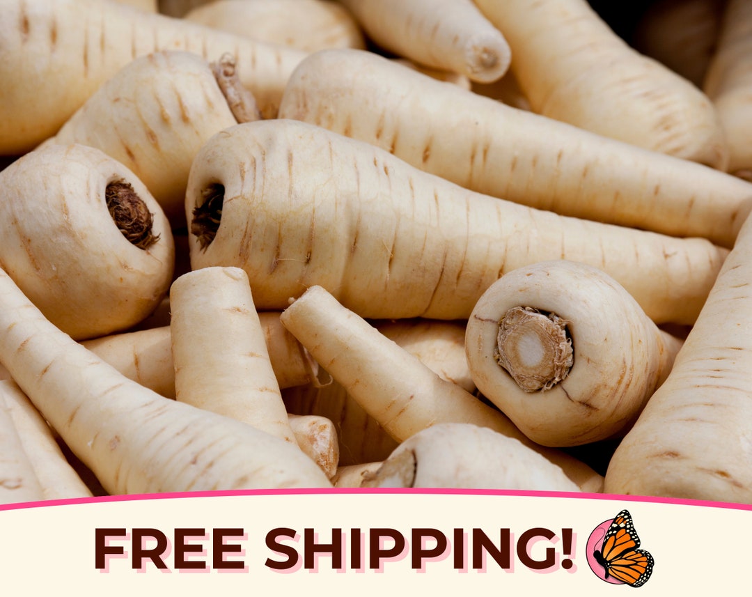 700+ Parsnip Seeds 'harris Model' | Non-gmo, Heirloom Vegetable ...