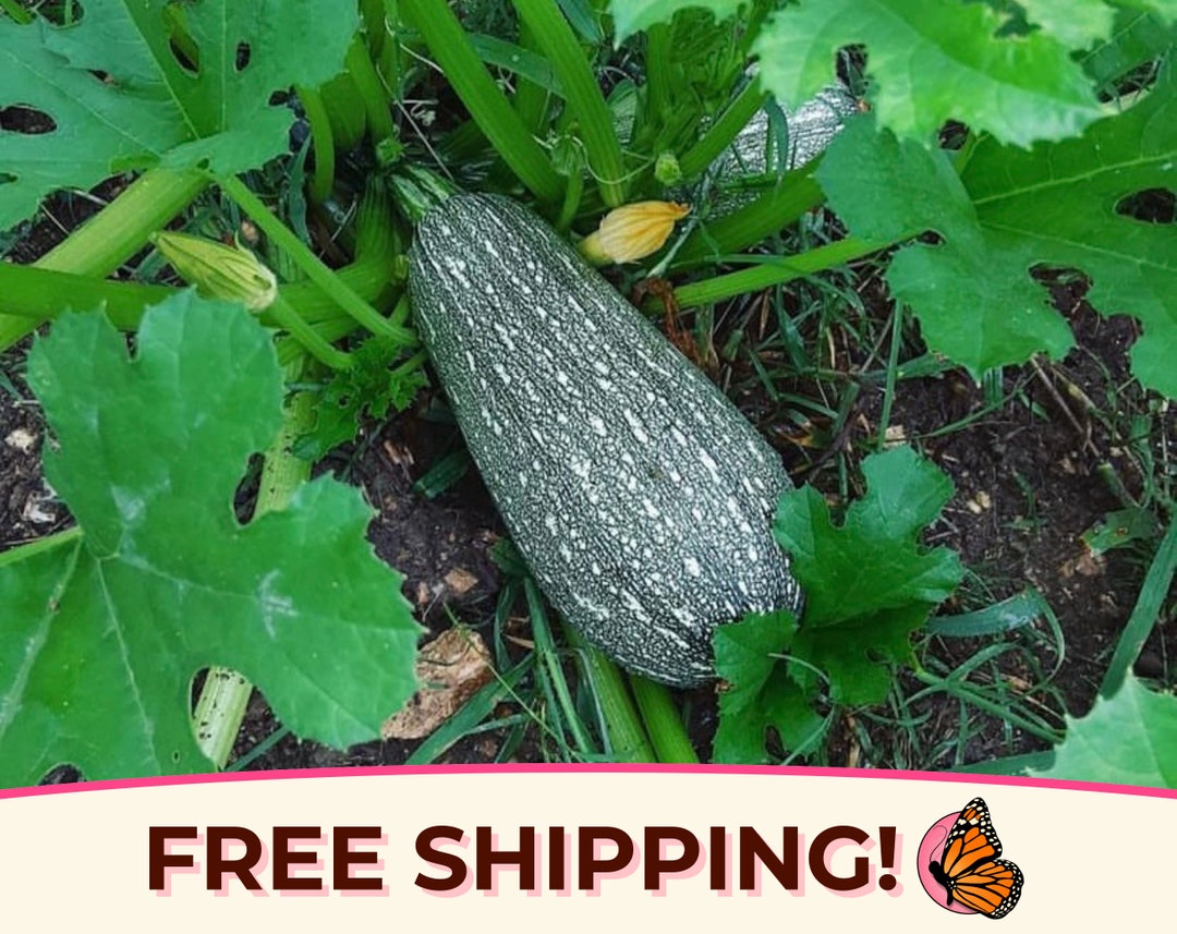 55+ Zucchini 'grey' Seeds | Non-gmo, Heirloom Vegetable Gardening ...