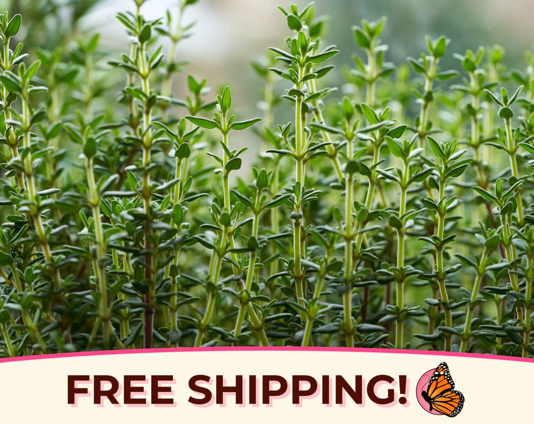 4400+ Thyme Seeds | Non-gmo, Heirloom, Herb Garden Plant Seed Packet ...