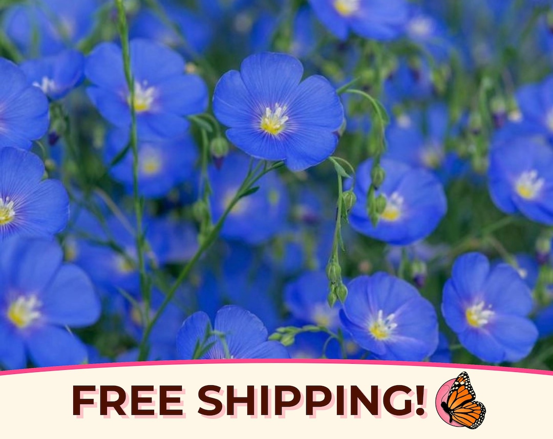 2000+ Blue Flax Seeds | Perennial Flower Gardening, Wildflower ...