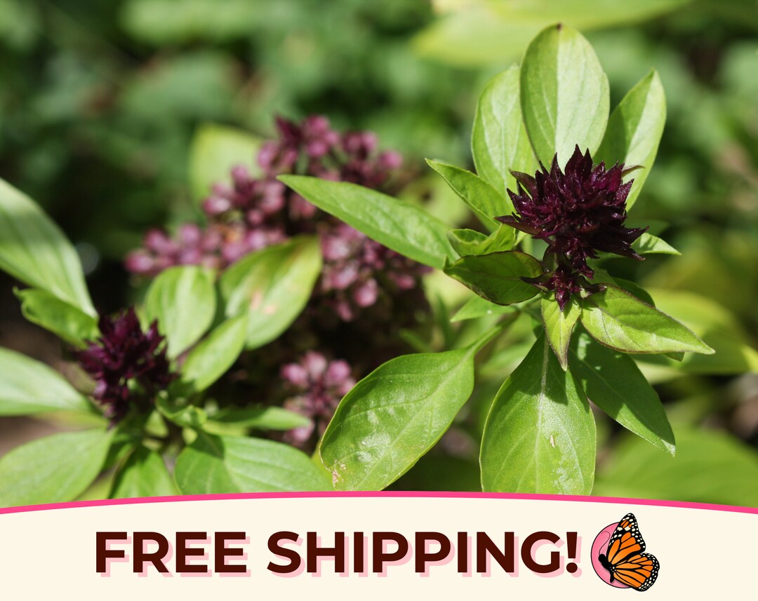 1800+ Thai Basil Herb Seeds | Heirloom, Non-gmo, Asian Herb Gardening ...