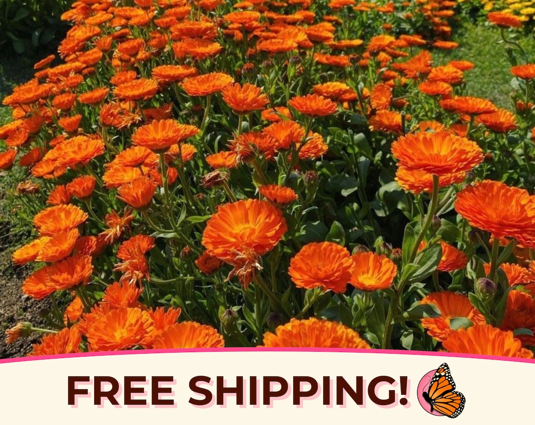 400+ Calendula Seeds | Annual Flower Gardening Seed Packet for ...