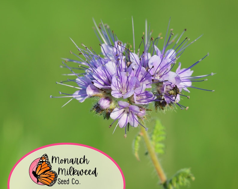 4200+ Lacy Phacelia Seeds | Native Wildflowers for Pollinator ...
