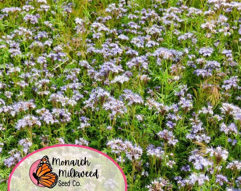 4200+ Lacy Phacelia Seeds | Native Wildflowers for Pollinator ...