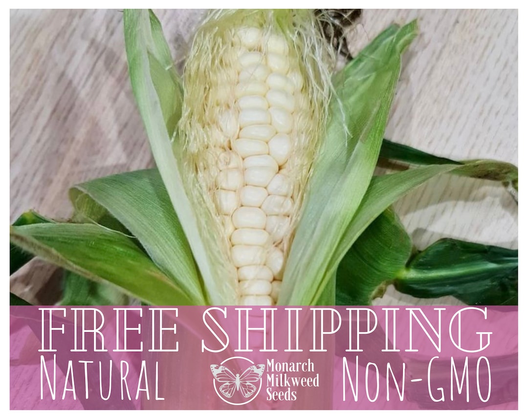 130 White Sweet Corn Seeds 'country Gentleman' Non-gmo, Heirloom, Open ...