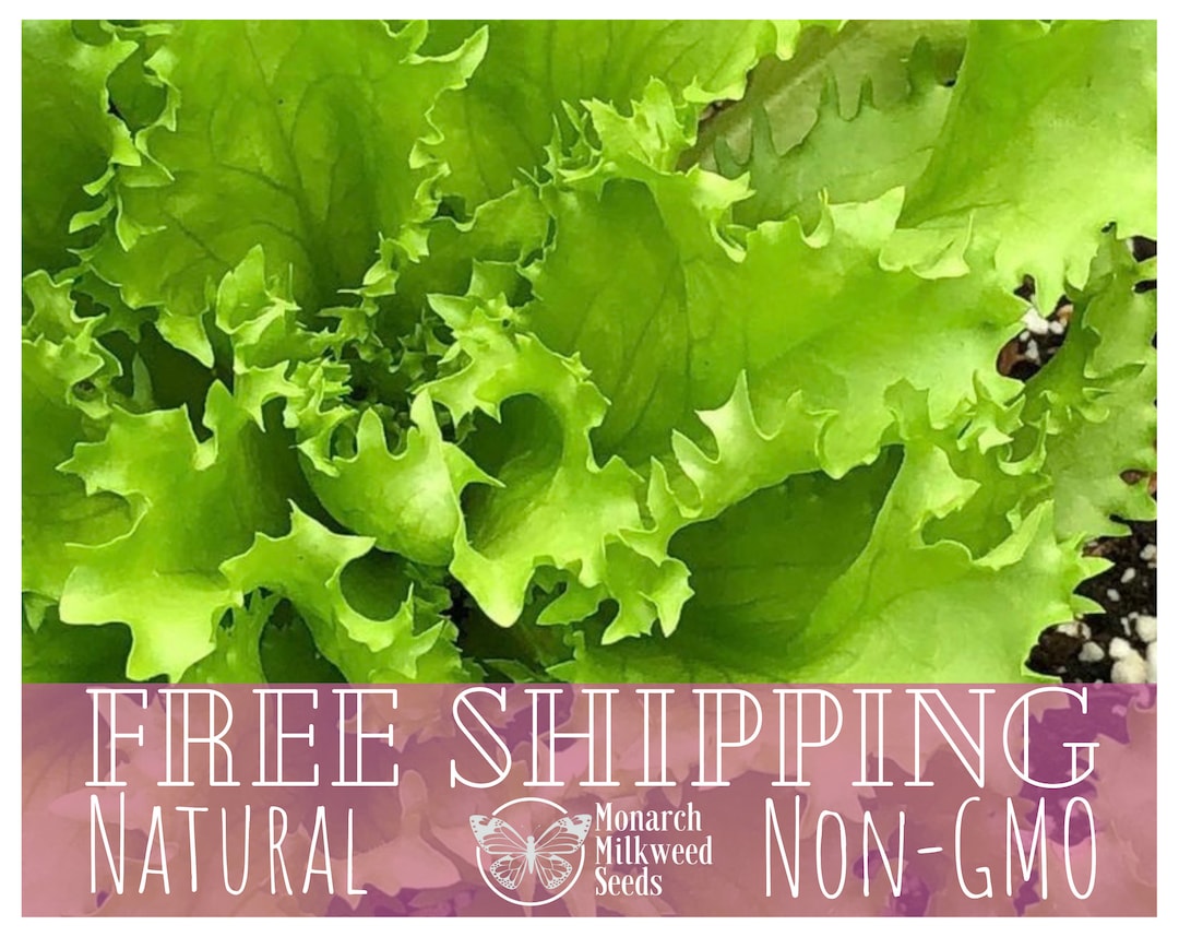 2900 Endive Seeds 'broadleaf Batavian' Non-gmo, Heirloom, Vegetable ...