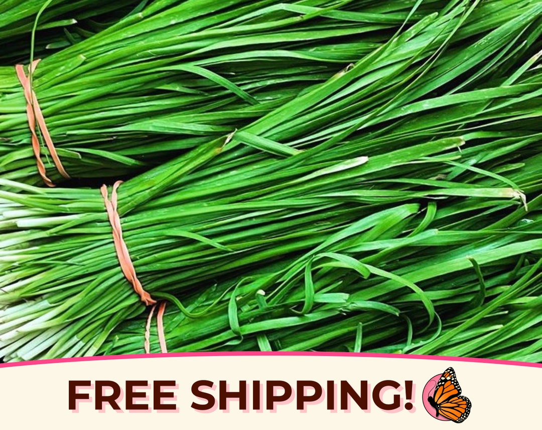 650+ Garlic Chive Seeds | Non-gmo, Heirloom, Vegetable Gardening ...