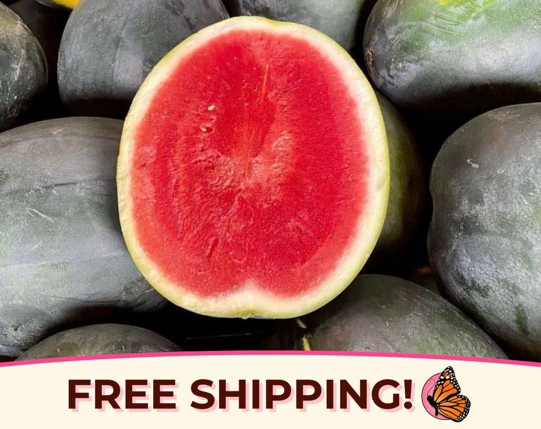 50+ Watermelon Seeds 'black Diamond' | Non-gmo, Heirloom, Vegetable ...
