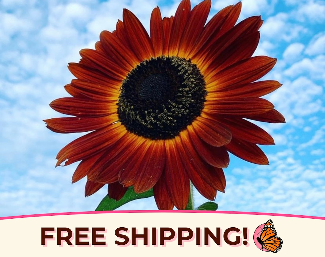 125+ Velvet Queen Sunflower Seeds | Rare Heirloom, Non-gmo, Flower ...