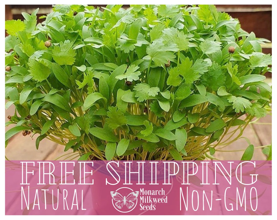 775 Cilantro Seeds 'slow Bolt' Non-gmo, Heirloom, Coriander Herb Seed ...