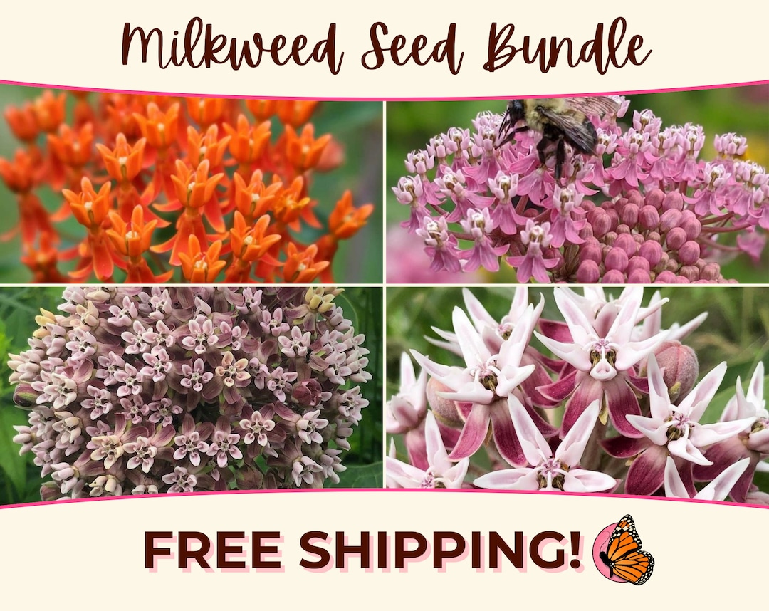 Milkweed Seed Bundle Four Varieties Of Native Milkweed Plant Seeds
