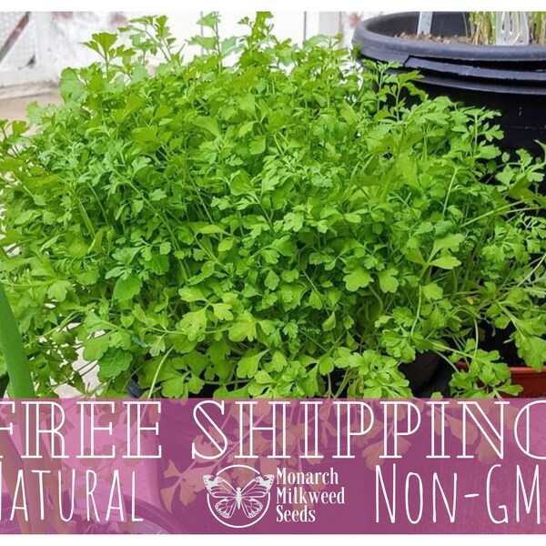 Indian Vegetable Seeds - Etsy