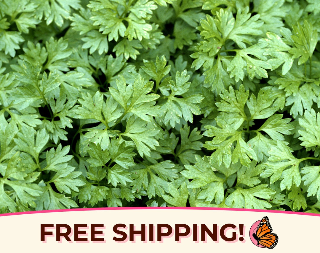650+ Curled Chervil Seeds | Heirloom, Nongmo, Gardening Seeds, Herb ...