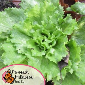 2900 Endive Seeds 'broadleaf Batavian' Non-gmo, Heirloom, Vegetable ...