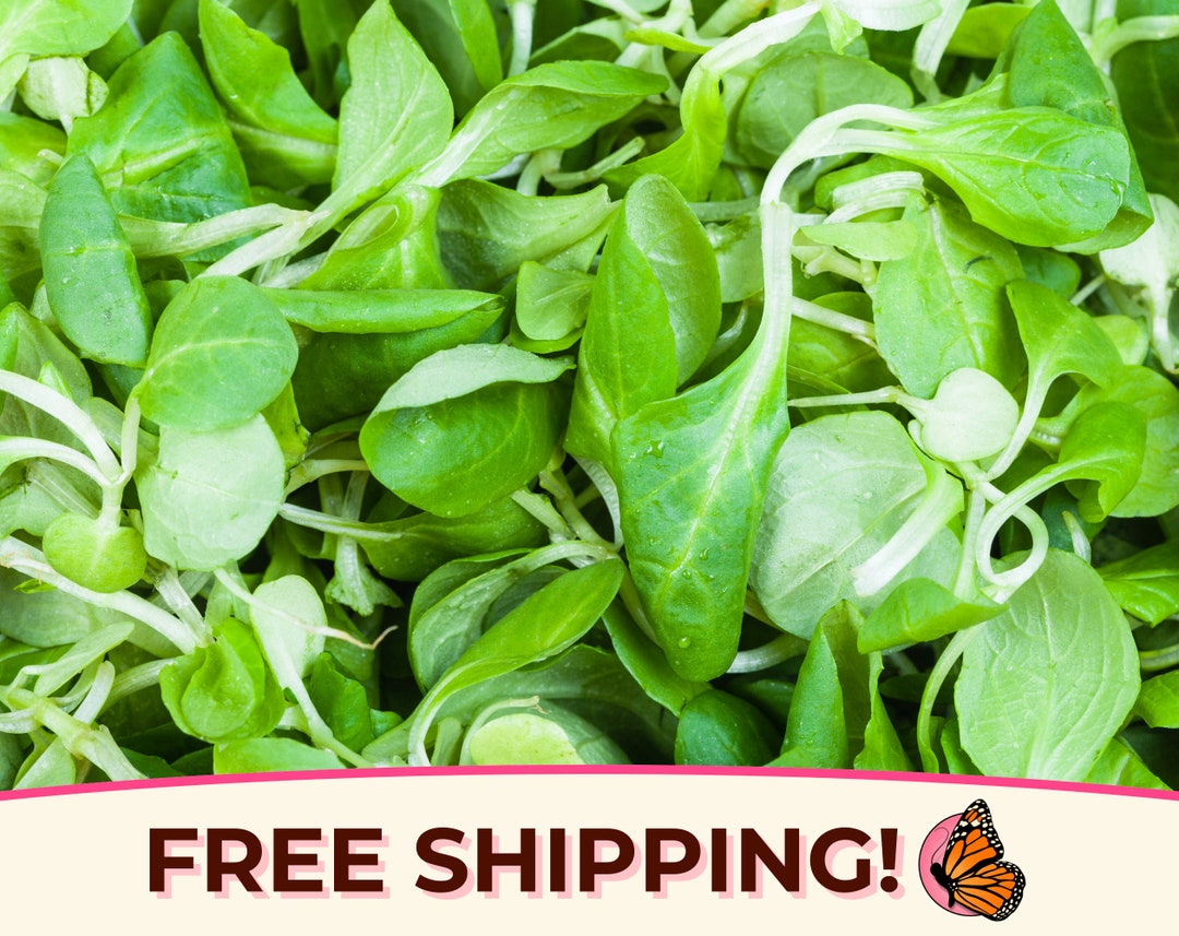 1000+ Corn Salad (dutch Mache) Seeds | Non-gmo, Heirloom Vegetable ...